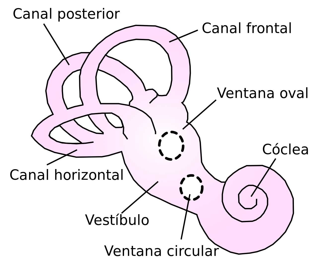 ¿Qué es y qué estructuras hay en el oído medio? | Miaudífono