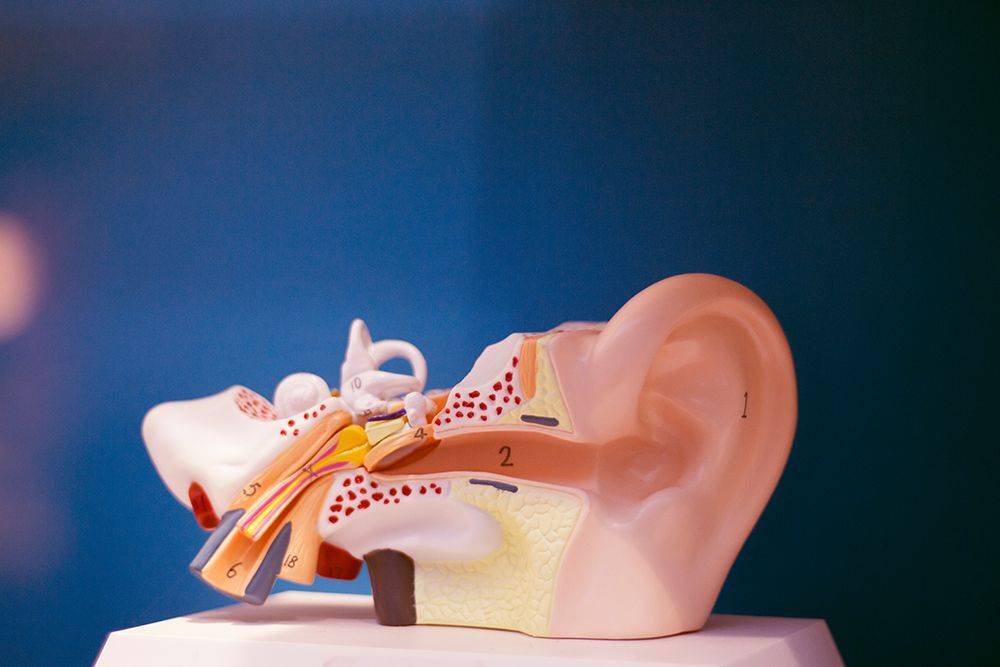 ¿Qué es el nervio auditivo? » » Miaudífono